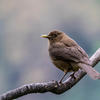Clay-colored Thrush | Audubon Field Guide
