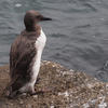 Common Murre | Audubon Field Guide