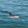 Common Murre | Audubon Field Guide