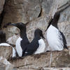 Common Murre | Audubon Field Guide