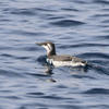 Common Murre | Audubon Field Guide