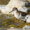 Common Sandpiper | Audubon Field Guide
