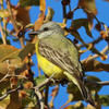 Couch's Kingbird | Audubon Field Guide