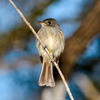 Cuban Pewee | Audubon Field Guide