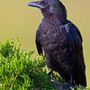 Fish Crow | Audubon Field Guide
