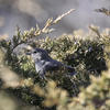 Townsend's Solitaire | Audubon Field Guide