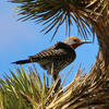 Gilded Flicker | Audubon Field Guide