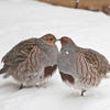 Gray Partridge | Audubon Field Guide