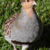 Gray Partridge | Audubon Field Guide