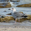Great Black-backed Gull | Audubon Field Guide