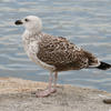 Great Black-backed Gull | Audubon Field Guide