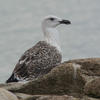 Great Black-backed Gull | Audubon Field Guide