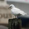 Ivory Gull | Audubon Field Guide