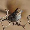 Lark Bunting | Audubon Field Guide