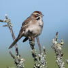 Lark Sparrow | Audubon Field Guide