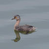 Least Grebe | Audubon Field Guide