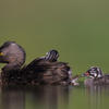 Least Grebe | Audubon Field Guide