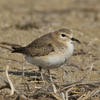 Mountain Plover | Audubon Field Guide