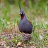 Mountain Quail | Audubon Field Guide