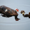 Muscovy Duck | Audubon Field Guide