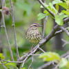 Northern Waterthrush | Audubon Field Guide