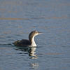 Pacific Loon | Audubon Field Guide