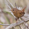 Pacific Wren | Audubon Field Guide