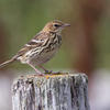 Pechora Pipit | Audubon Field Guide