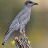 Pinyon Jay | Audubon Field Guide