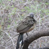 Plain Chachalaca | Audubon Field Guide