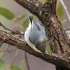 Pygmy Nuthatch | Audubon Field Guide