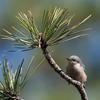 Pygmy Nuthatch | Audubon Field Guide