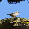 Pygmy Nuthatch | Audubon Field Guide