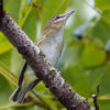 Red-eyed Vireo | Audubon Field Guide