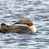 Red-throated Loon | Audubon Field Guide