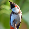 Red-whiskered Bulbul | Audubon Field Guide