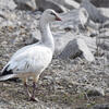 Ross's Goose | Audubon Field Guide