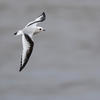 Ross's Gull | Audubon Field Guide