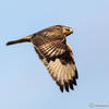 Rough-legged Hawk | Audubon Field Guide