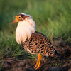 Ruff | Audubon Field Guide