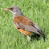 Rufous-backed Robin | Audubon Field Guide