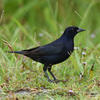 Shiny Cowbird | Audubon Field Guide