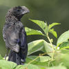 Smooth-billed Ani | Audubon Field Guide