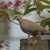 Spotted Dove | Audubon Field Guide