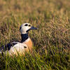 Steller's Eider | Audubon Field Guide