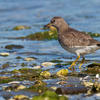 Surfbird | Audubon Field Guide