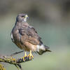 Swainson's Hawk | Audubon Field Guide