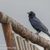Tamaulipas Crow | Audubon Field Guide