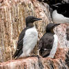 Thick-billed Murre | Audubon Field Guide