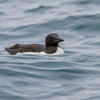 Thick-billed Murre | Audubon Field Guide